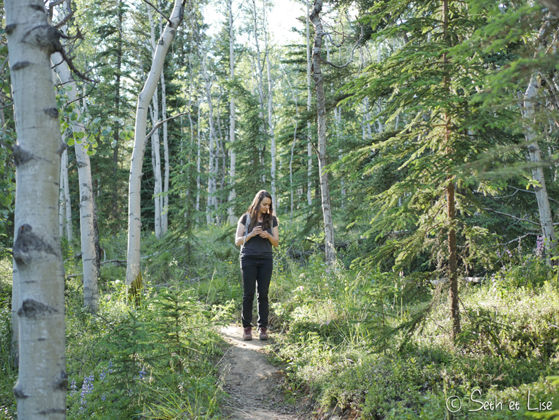 Orchid Trail à Dawson, la promenade aux orchidées - Les voyages de Seth ...